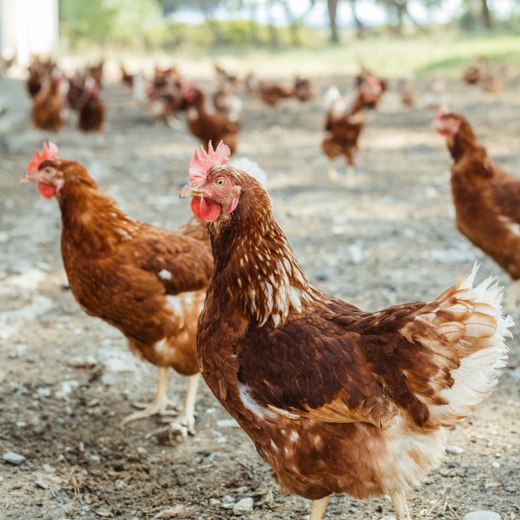 Benefit Of Cockle Shells For Chickens - Tanks and Tubs