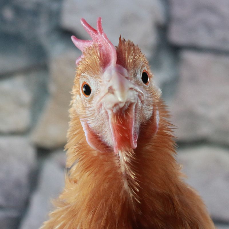 Poultry Page - Tanks and Tubs